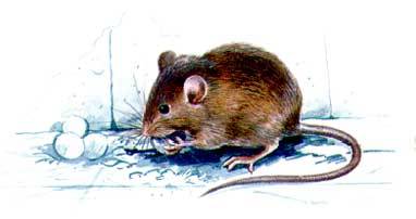 Die Hausmaus